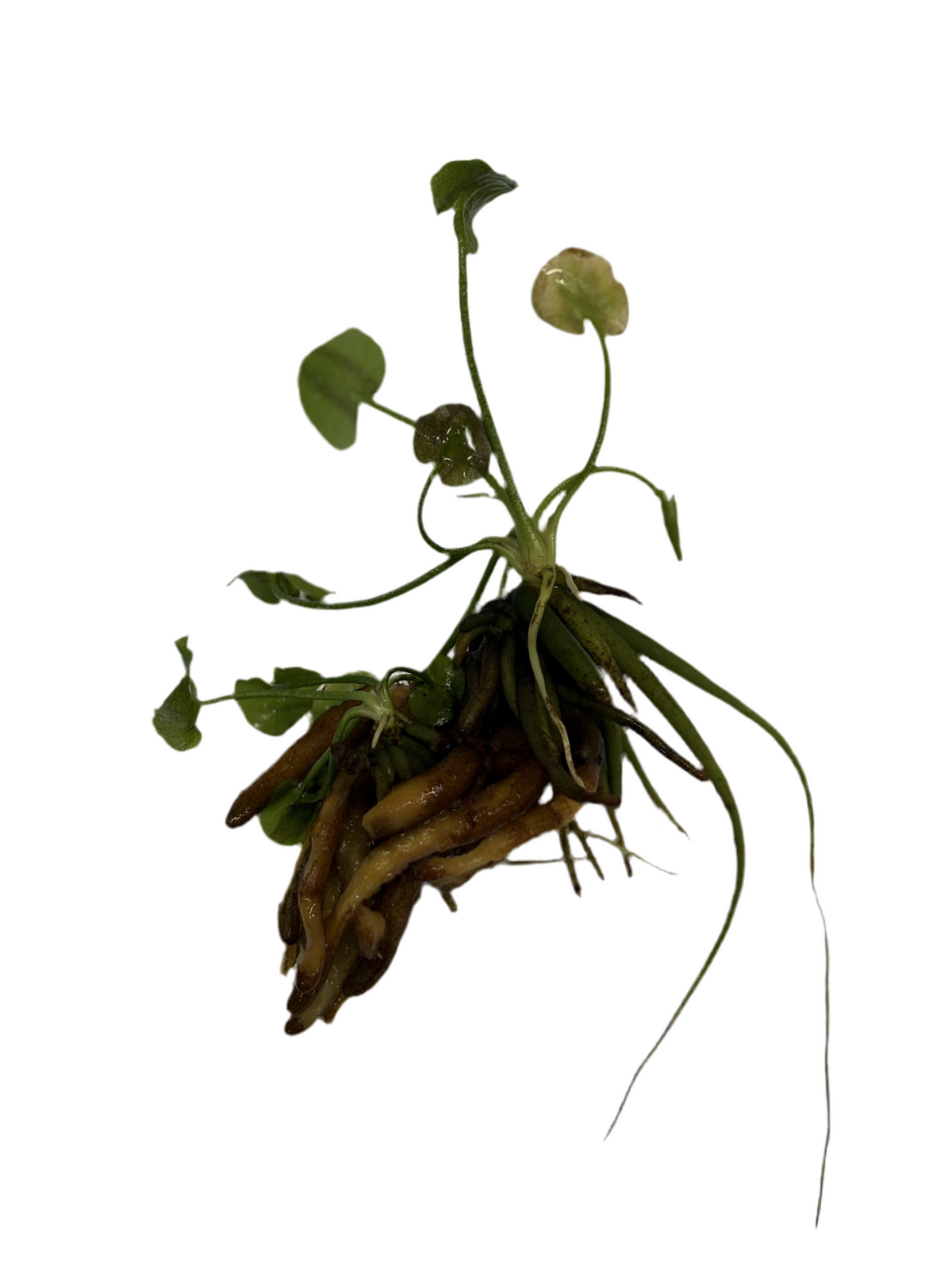 Nymphoides Aquatica 'Banana' - Aquarium Planten - Aquascape ...