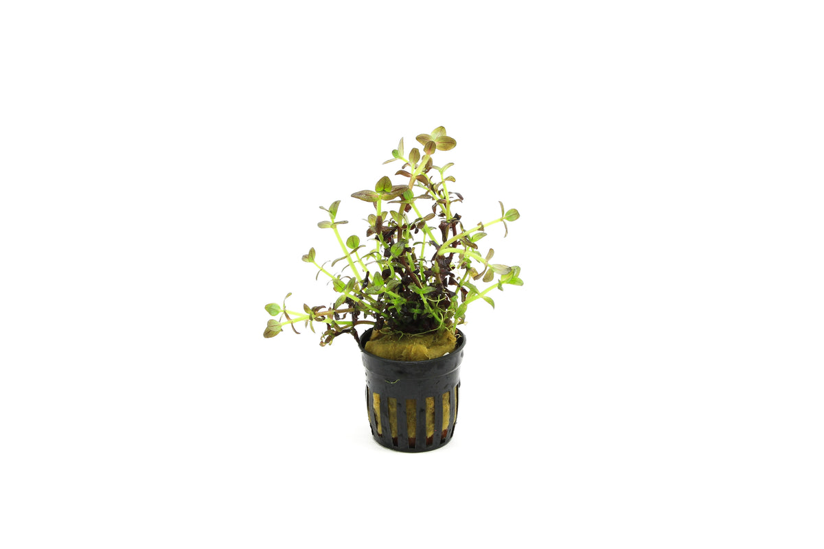 Bacopa Salzmannii 'Purple' - Aquariumplanten — Aquariumplantenshop