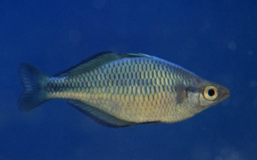 Aquariumplantenshop: uw favoriete aquariumwinkel - Aquariumshop