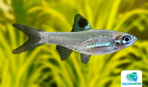 Brevibora Dorsiocellata - Aquariumvissen — Aquariumplantenshop