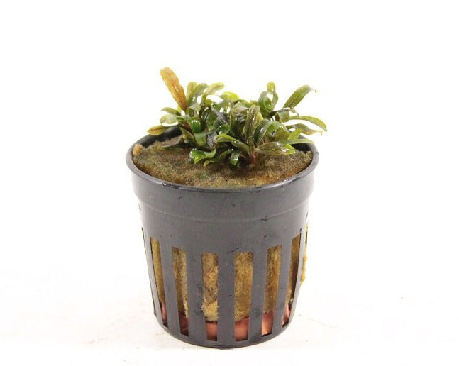 Bucephalandra Deep Purple — Aquariumplantenshop