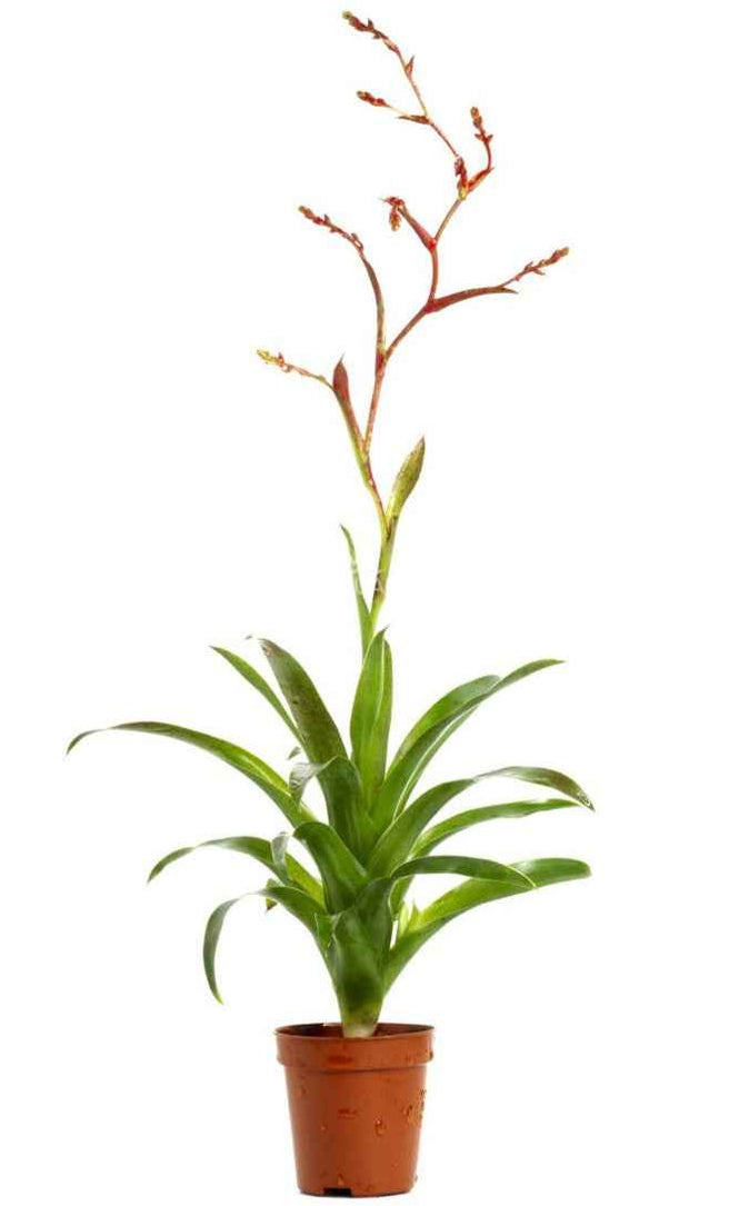 Catopsis Mix - Bromelia - Terrariumplanten — Aquariumplantenshop