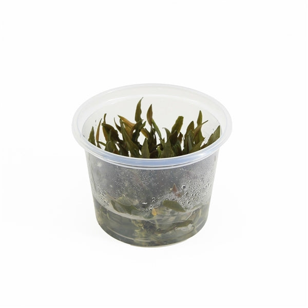 Cryptocoryne Petchii Pink - In Vitro Planten - Aquascape ...