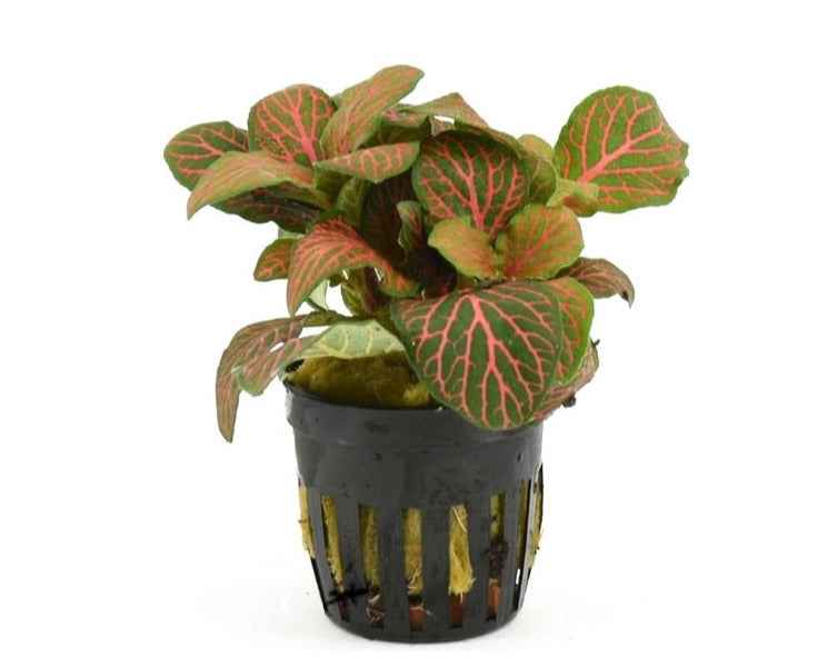Fittonia Red - Terrariumplanten — Aquariumplantenshop