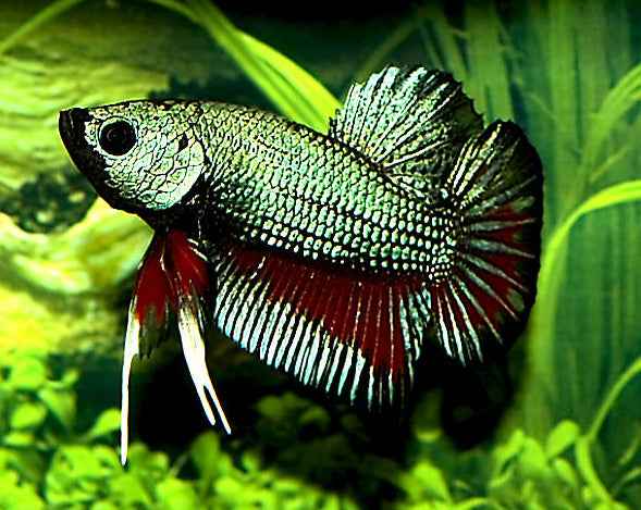 Vissen - Aquariumvissen - Vijvervissen — Aquariumplantenshop