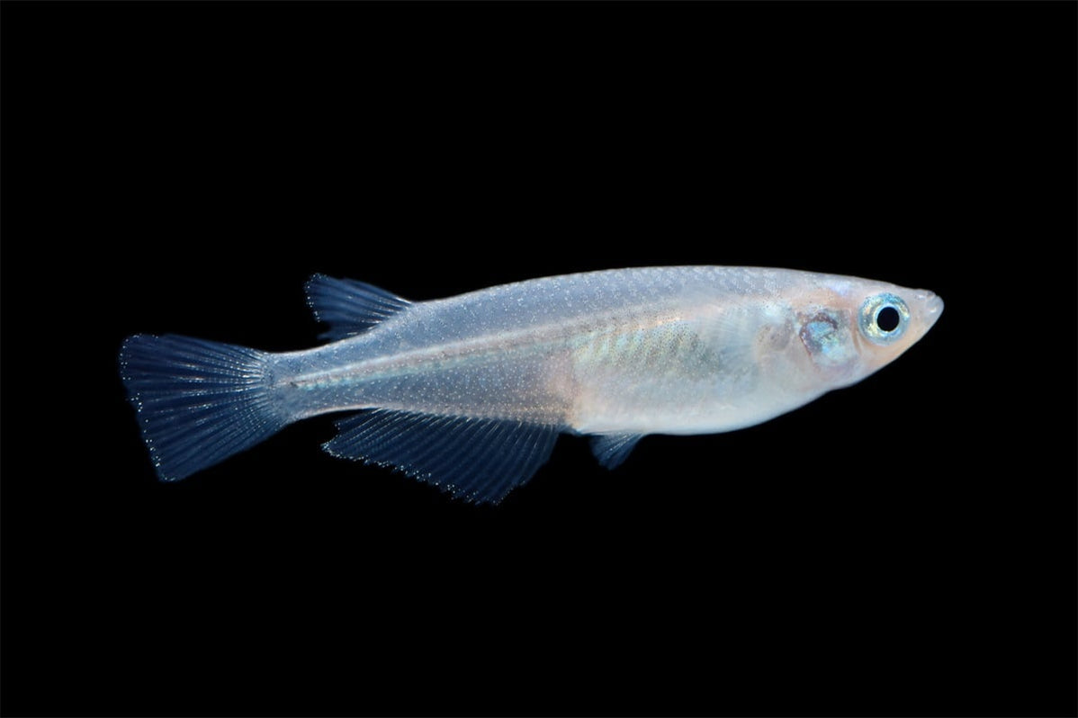 Neon Rice Fish - Oryzias Woworae - Aquarium Fish — Aquariumplantenshop