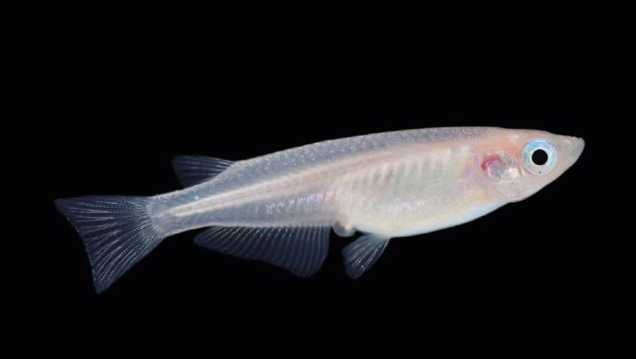 Medaka White Rijstvisje - Oryzias Latipes White — Aquariumplantenshop