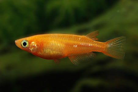 Neon Rice Fish - Oryzias Woworae - Aquarium Fish — Aquariumplantenshop
