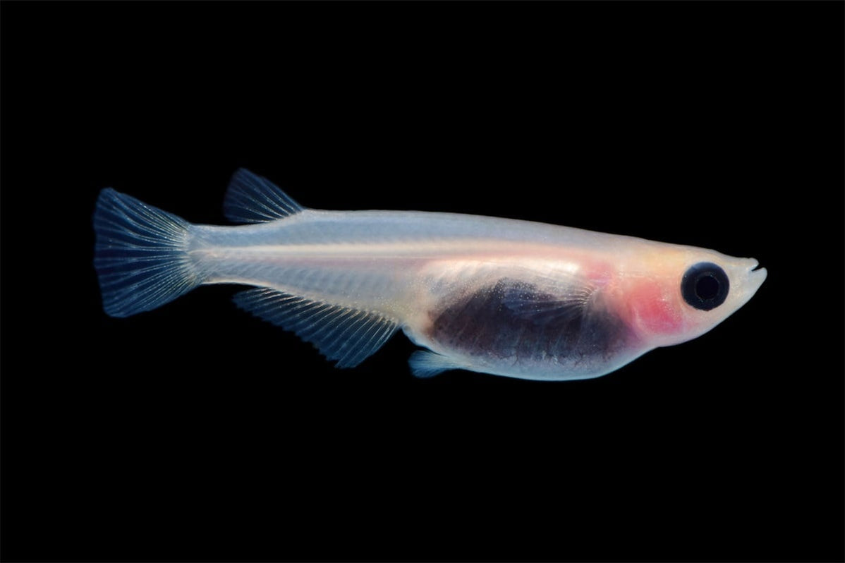 Neon Rice Fish - Oryzias Woworae - Aquarium Fish — Aquariumplantenshop