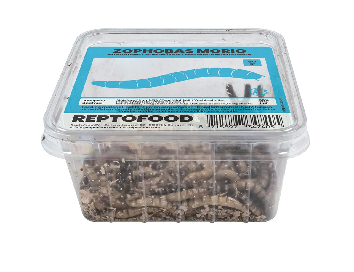 Repto Morio worms - Zophobas Morio — Aquariumplantenshop