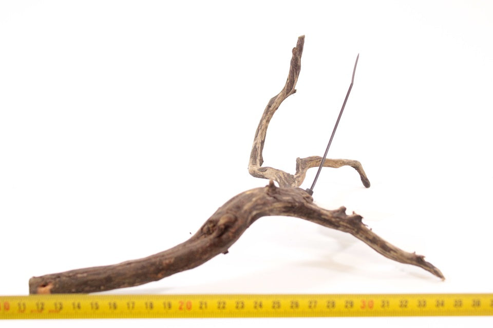 Scaper Root S 1 - Aquarium & Terrarium — Aquariumplantenshop