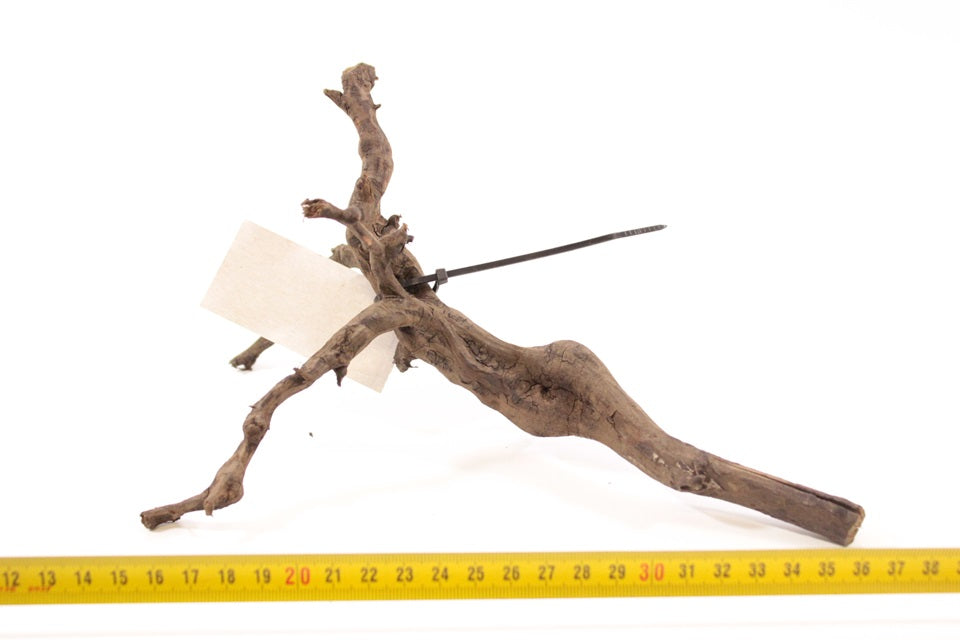 Scaper Root S 2 - Aquarium & Terrarium — Aquariumplantenshop