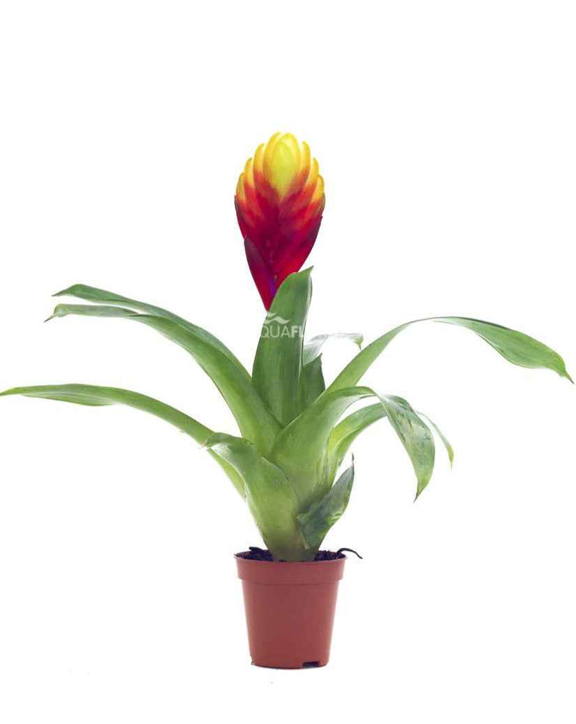 Vriesea Mix - Bromeliad - Terrarium Plants — Aquariumplantenshop