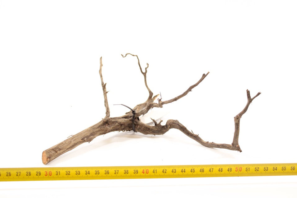 Scaper Roots - Aquascape - Aquariumdecoratie — Aquariumplantenshop
