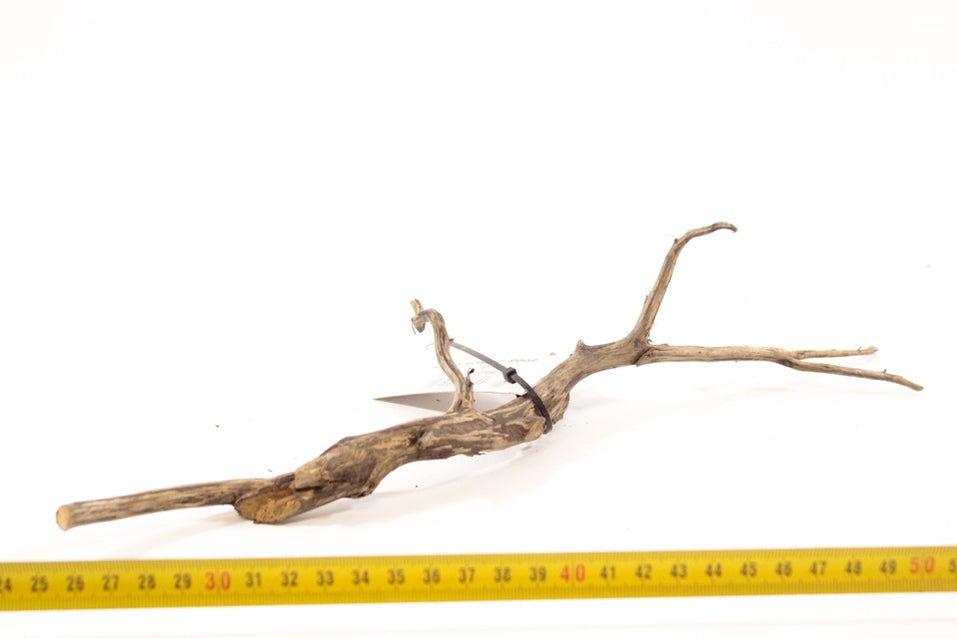 Scaper Roots - Aquariumdecoratie — Aquariumplantenshop