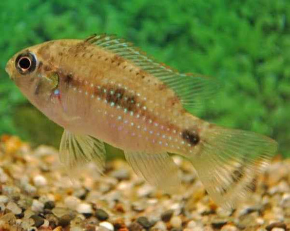 Anomalochromis Thomasi - Aquarium fish — Aquariumplantenshop