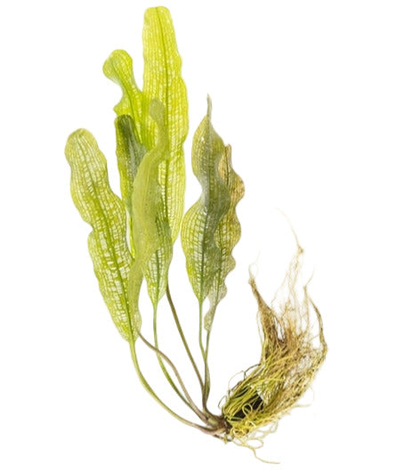 Aponogeton Henkelianus - Aquariumplanten — Aquariumplantenshop