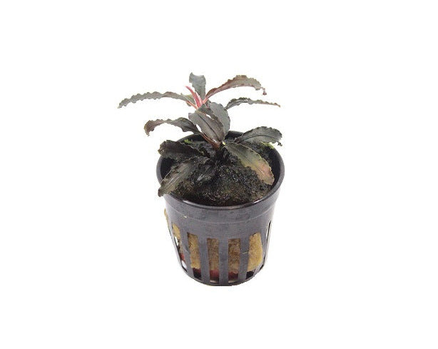 Bucephalandra Godzilla - Aquarium Plants - Aquascape — Aquariumplantenshop