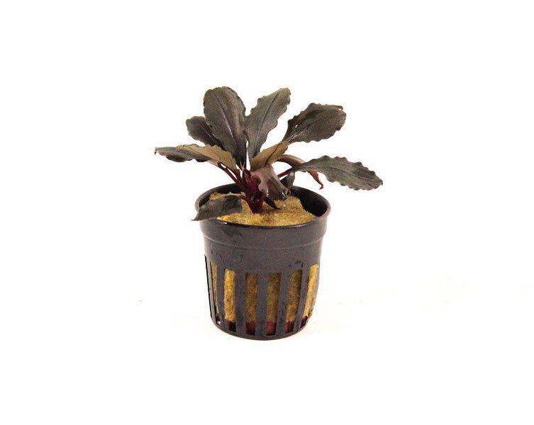 Bucephalandra Red Central - Aquarium Planten - Aquascape ...
