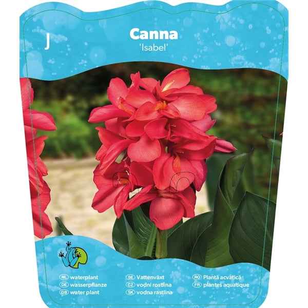 Canna 'Isabel' 18x18 - Vijverplanten — Aquariumplantenshop