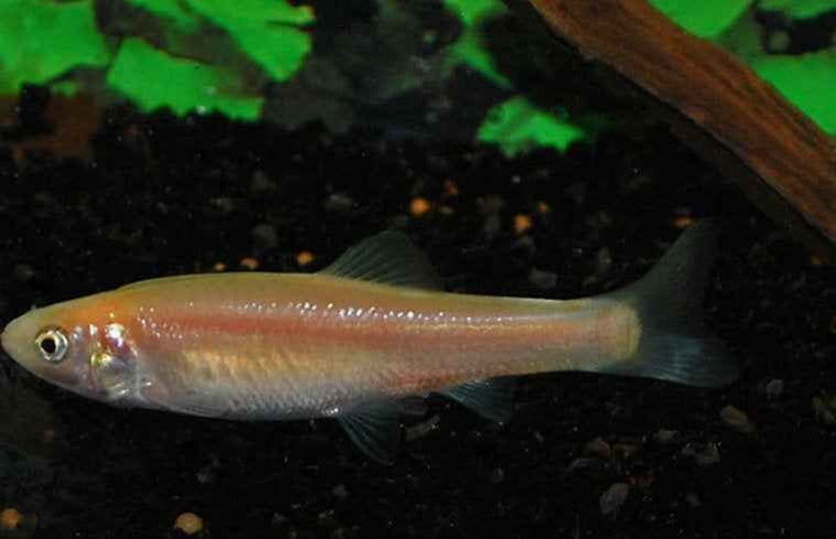 Vissen - Aquariumvissen - Vijvervissen — Aquariumplantenshop