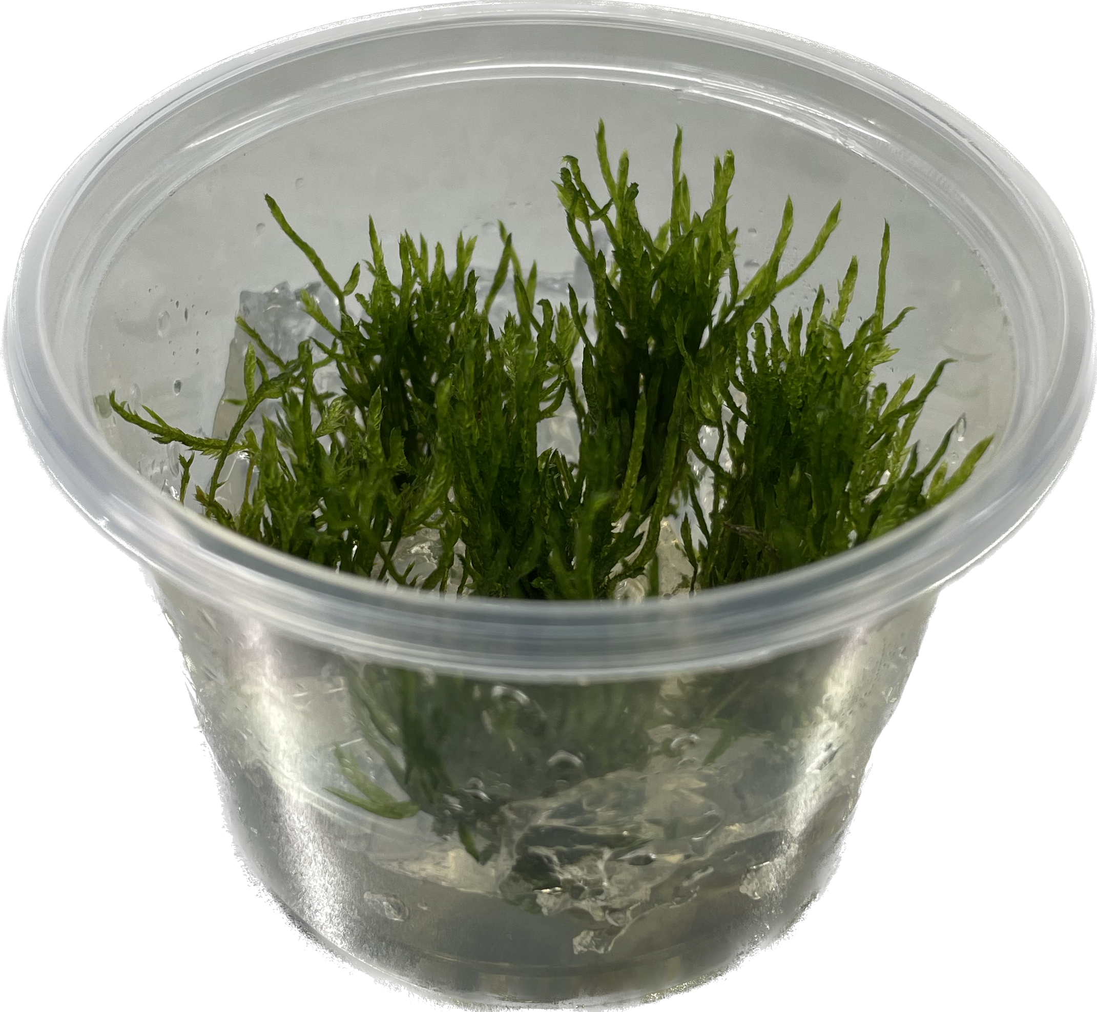 Ecoscape Taxiphyllum Spiky Mos In Vitro kopen | Aquariummos Algenvrij ...