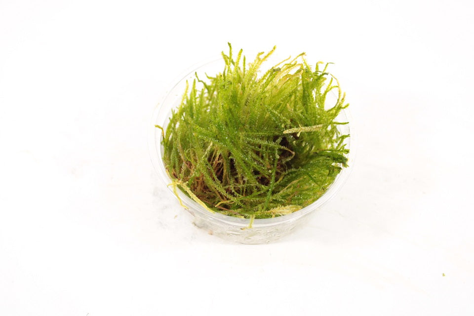 Vesicularia Dubyana 'Javamos' - Aquarium Planten - Aquascape ...