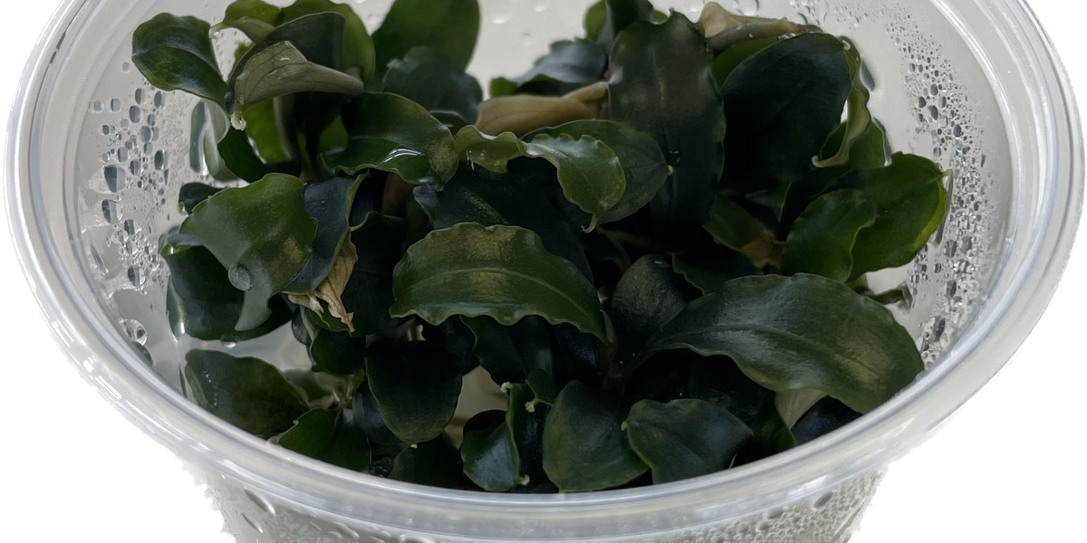 Bucephalandra sp. 'Red' - In Vitro Aquariumplanten — Aquariumplantenshop